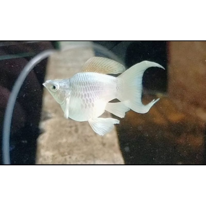 Molly platinum branch balloon | Shopee Malaysia