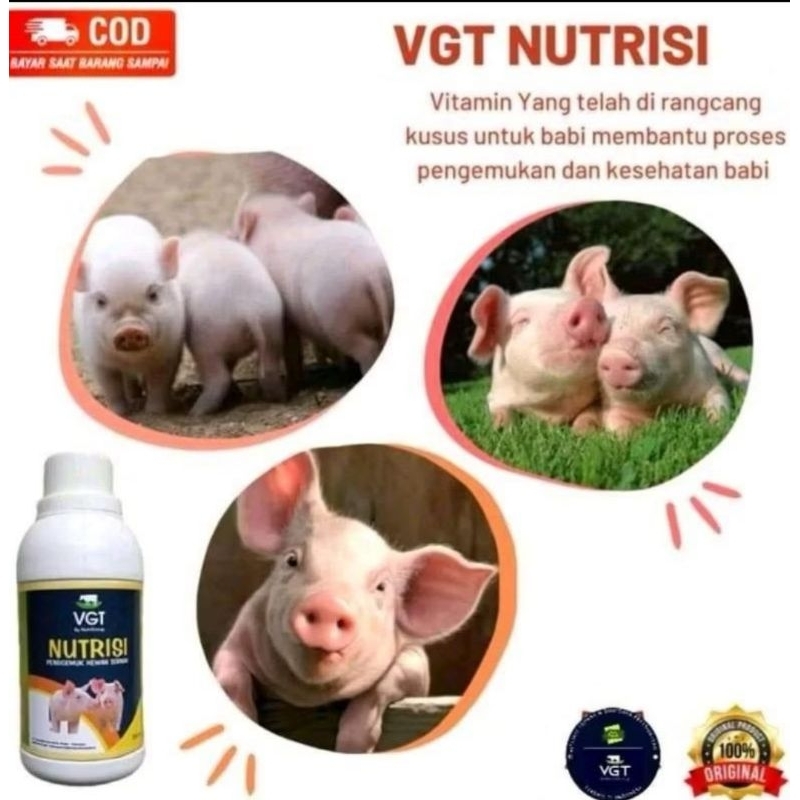 Vgt VITAMINS FAT PIG PROBIOTICS ORGANIC NUTRITIONS MANY DELICIOUS MEAT ...
