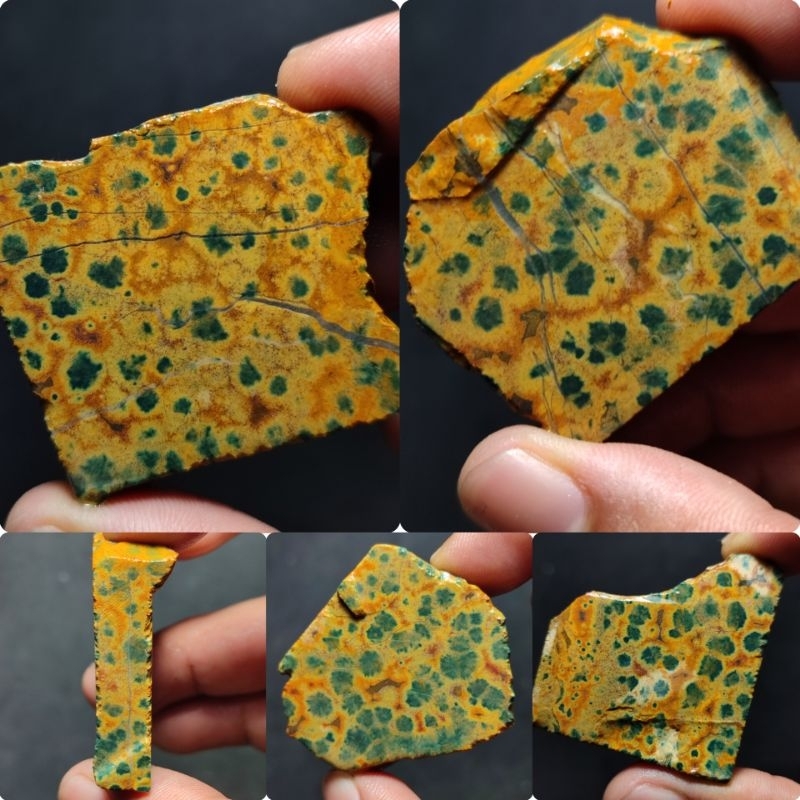 Sumatran frog eggs/ Sumatran frog eggs/ Sumatran frog egg rock block ...