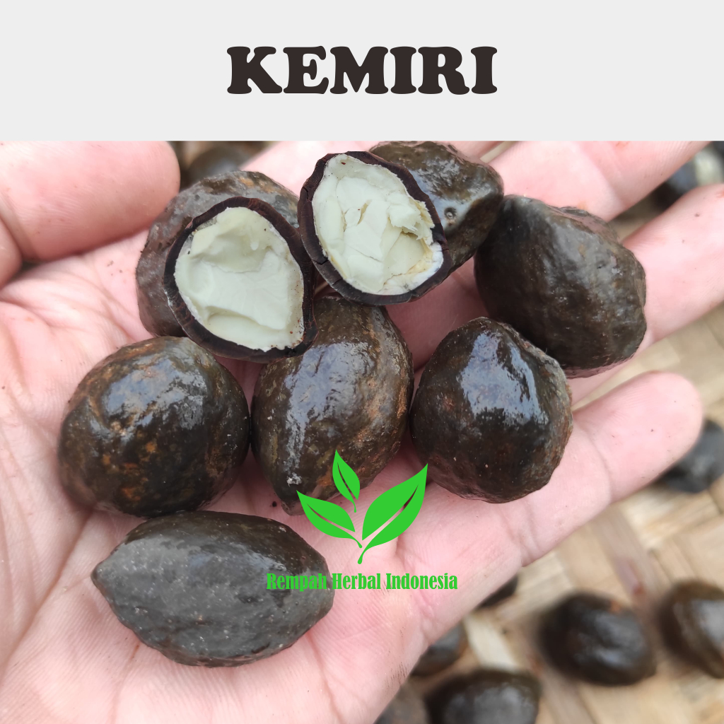 Whole Muncang Candlenuts, round shells, Original organic quality ...