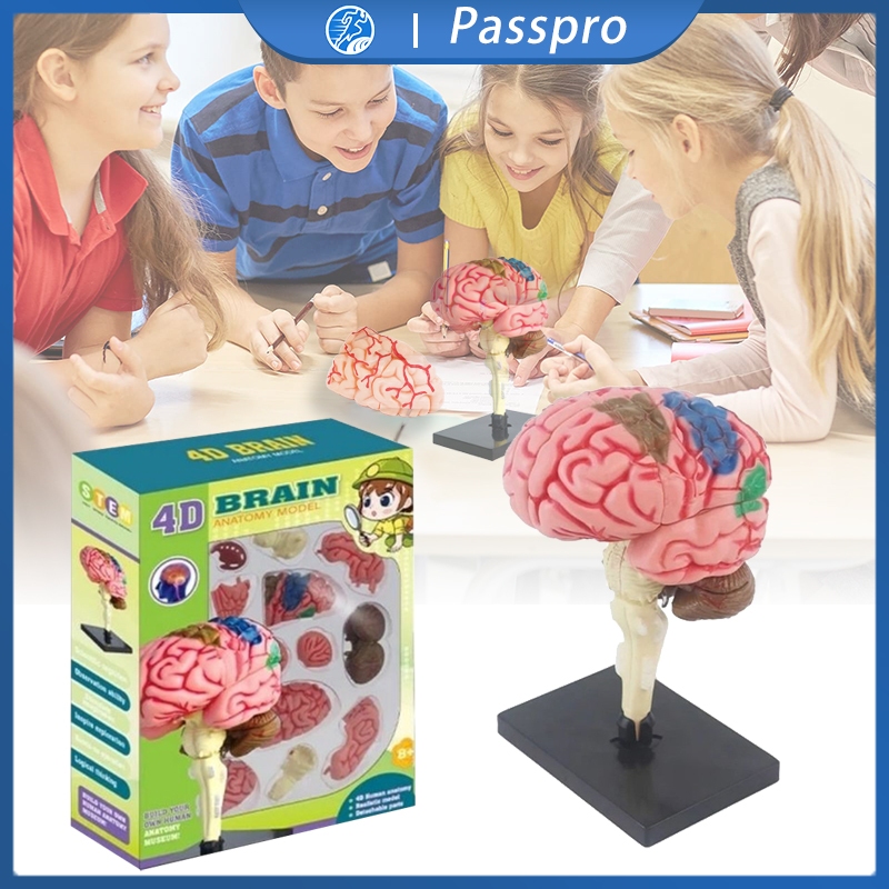 Brain Anatomy Human Body Anatomy Model Human Body Anatomy Toy Education ...