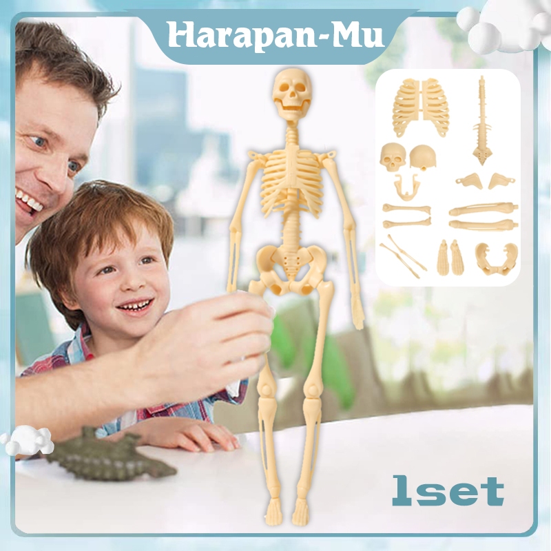 Human Skeleton Toy Props Human Torso Skeleton Human Torso Skeleton ...