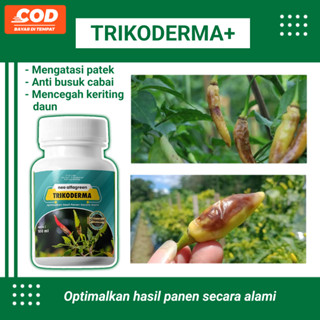 Organic Trichoderma Fertilizer Protects Chilies from Patogen Virus ...
