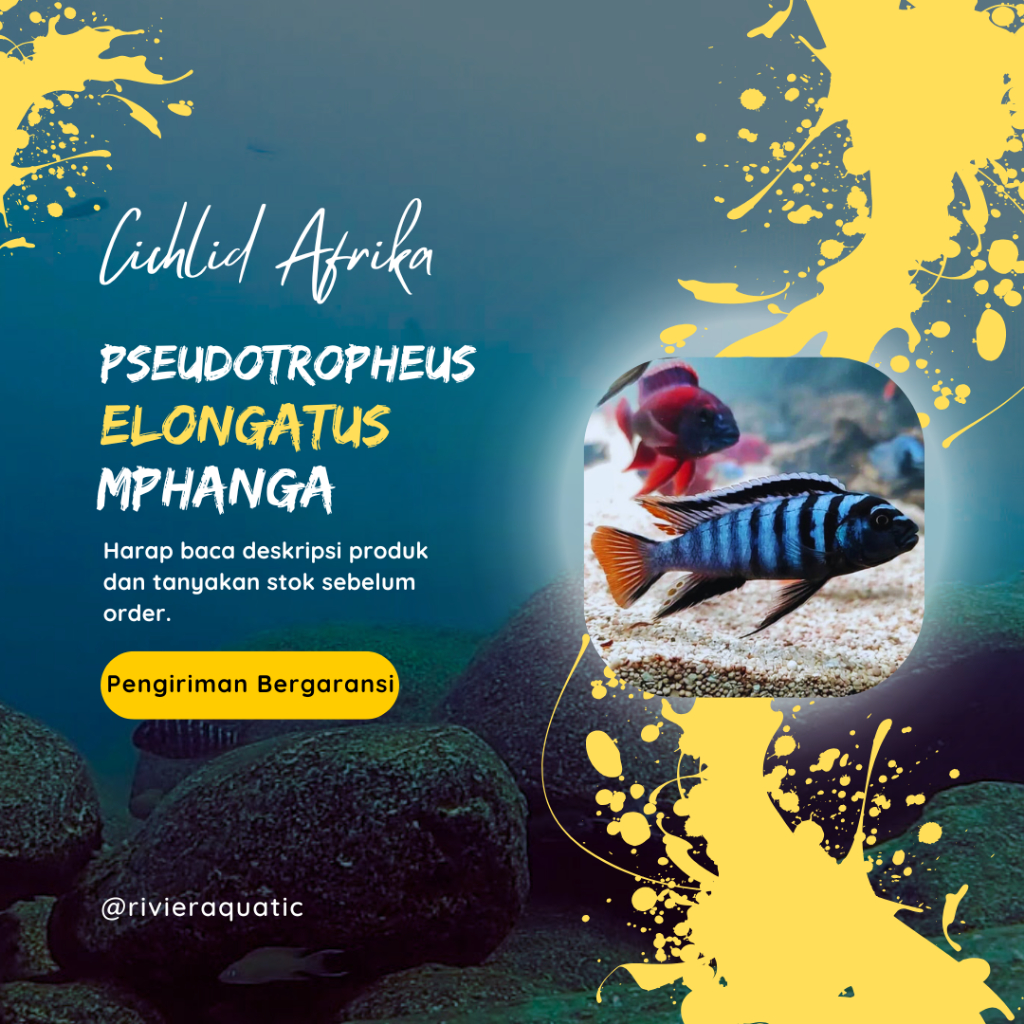 Cichlid Africa Pseudotropheus Elongatus Mphanga Pure | Shopee Malaysia