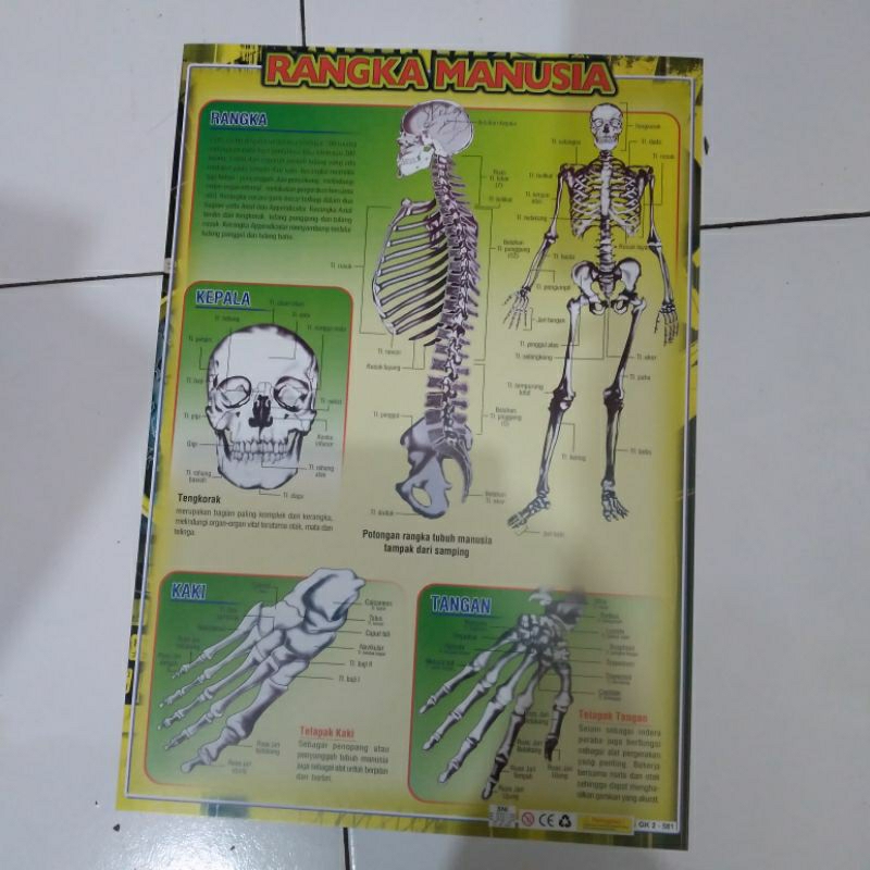 Human frame Poster | Shopee Malaysia