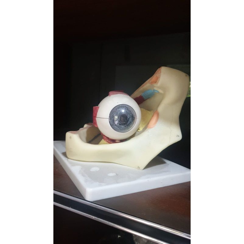 MATA Eye anatomy, teaching aids, school, education, middle school ...