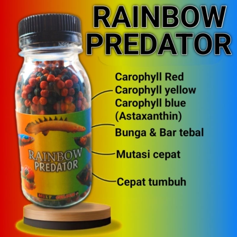 Rainbow Multi Color Plus Predator Fish Pellets for Channa, Louhan and ...