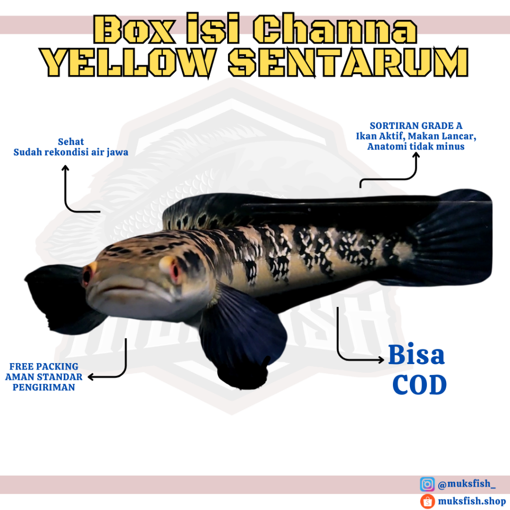 Cardboard Box containing Yellow Sentarum Batik for Contest Candidates ...