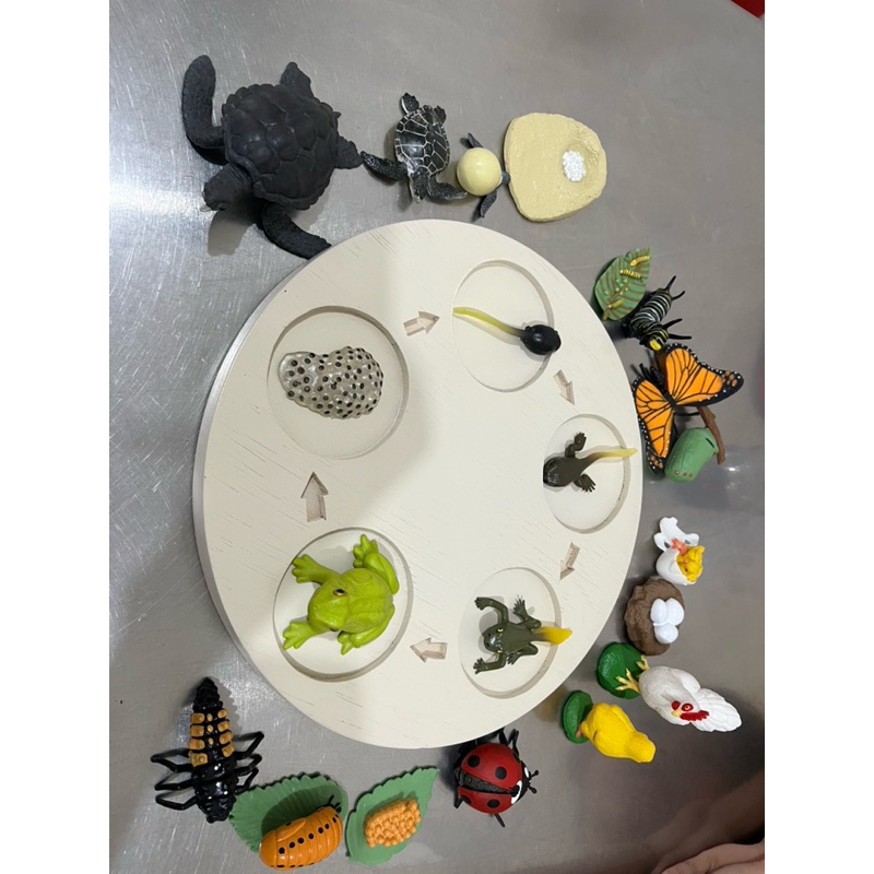 Montessori life cycle animal toys, metamorphosis animal life phase ...
