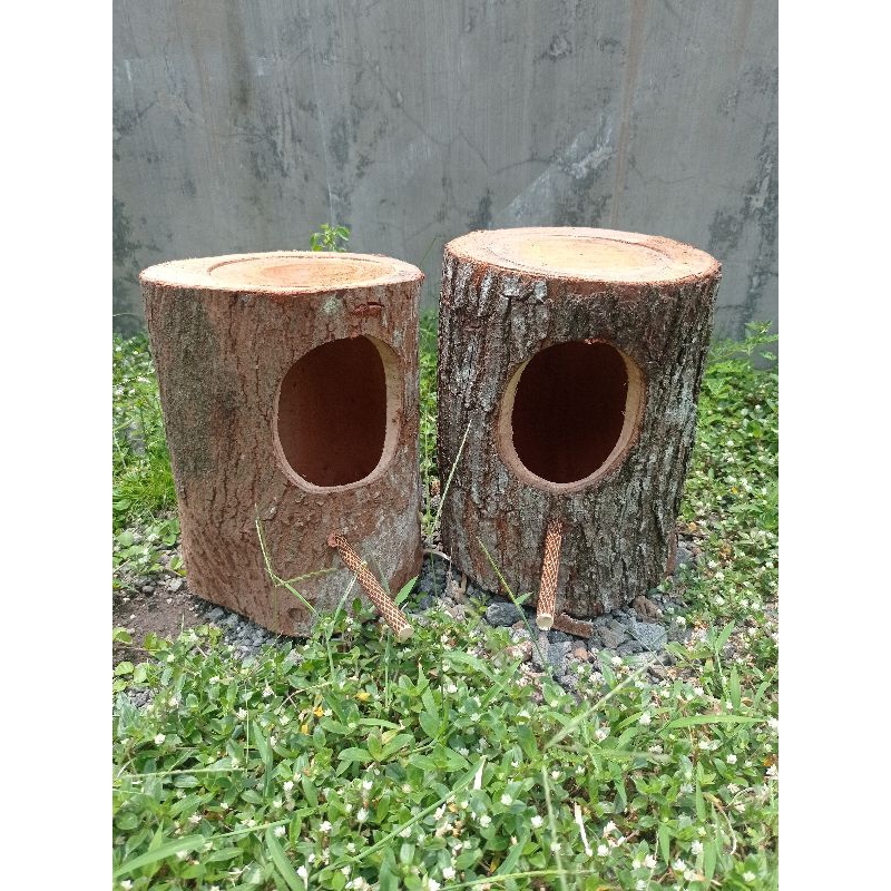KAYU Glodok Large Size Tree in Real Wood | Lovebird Tree Glodok ...