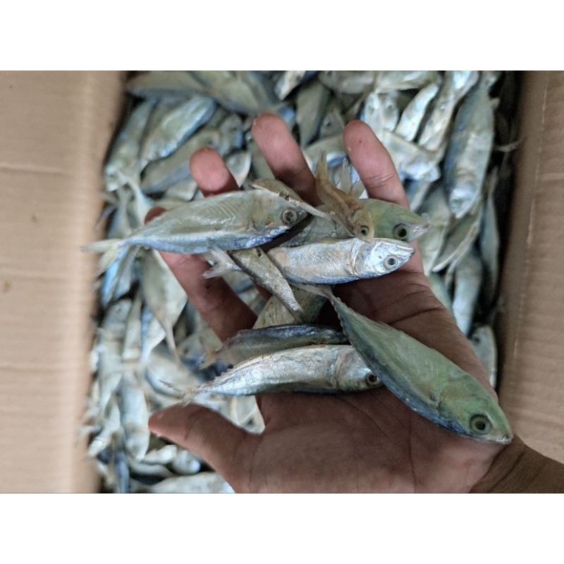 Salted Baby Mackerel Fish 500gr | Shopee Malaysia