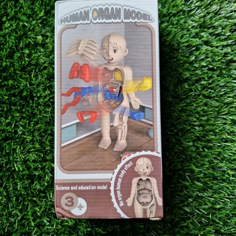 Edutoys shop toys Anatomical organ toys Body Educational Educational ...