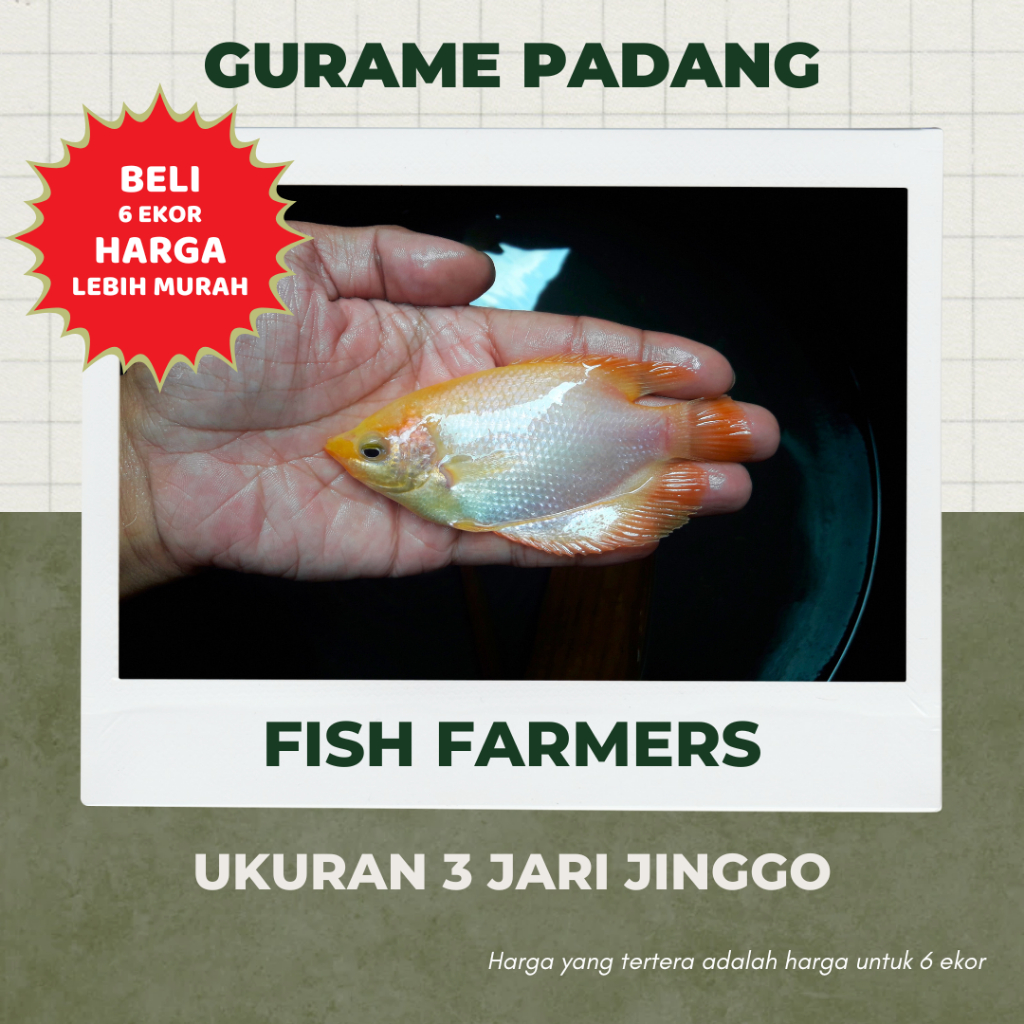 Most Gurami Padang Jinggo 3 Fingers 6 Tails | Shopee Malaysia
