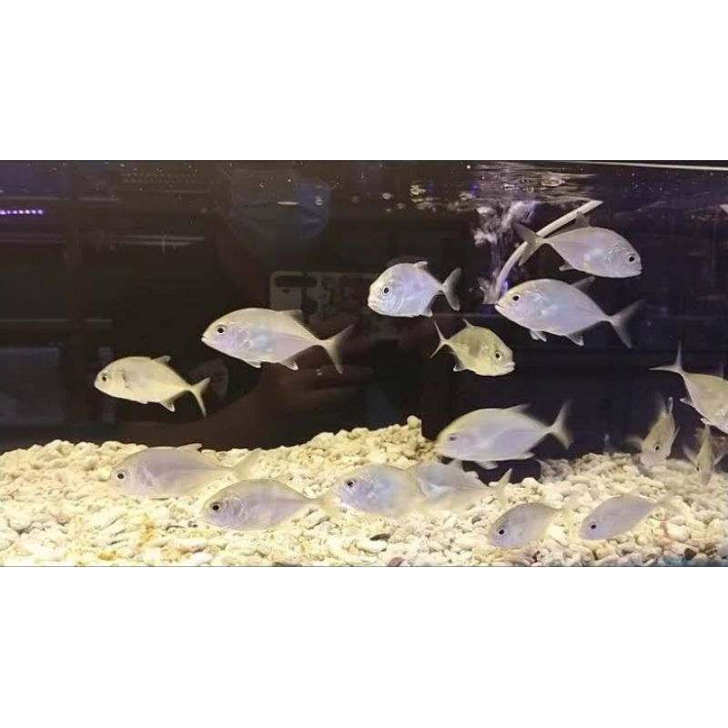 Giant freshwater kuwe fish trevally | Shopee Malaysia