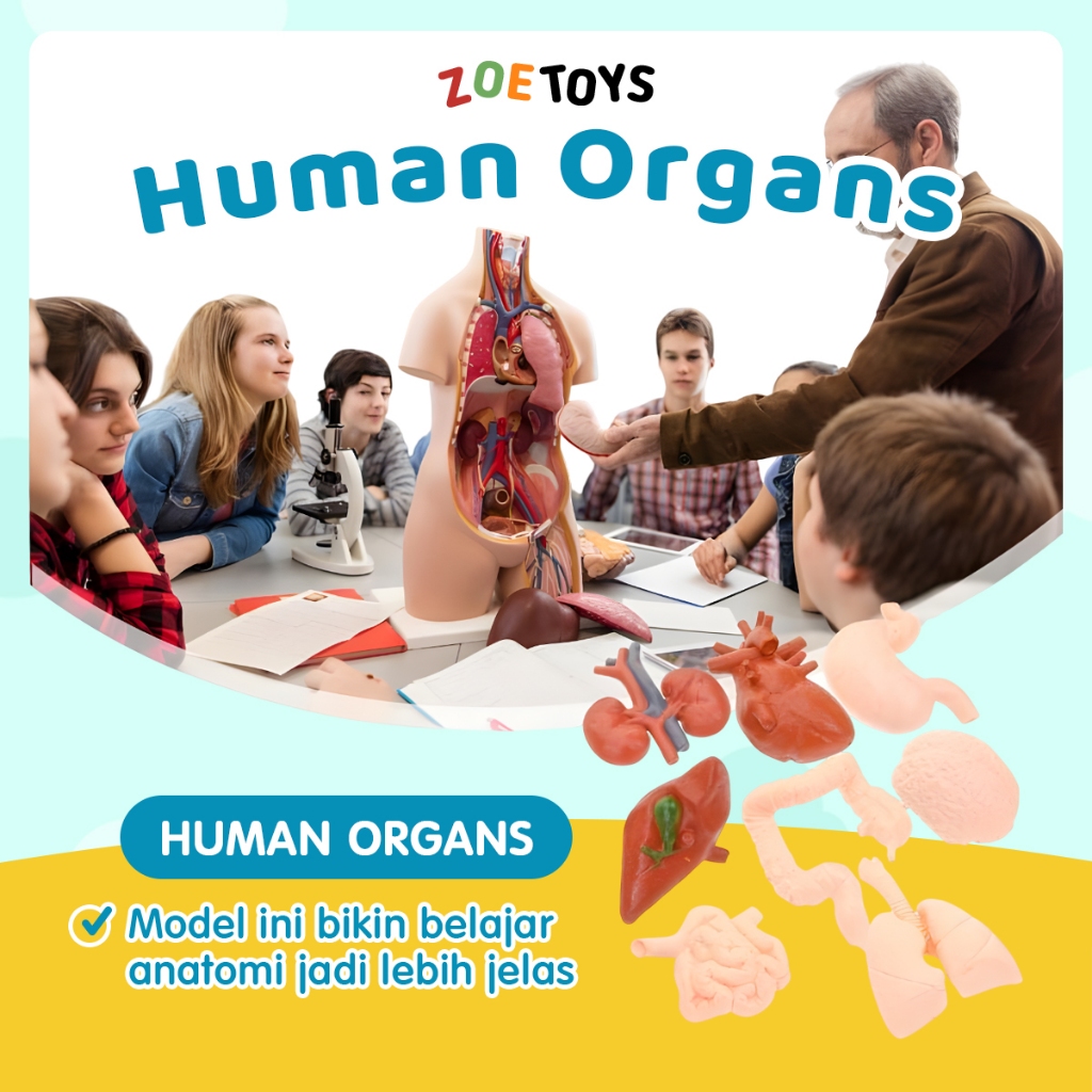 Zoetoys Human Organs Figurine Card Montessori Human Body Organs Props ...