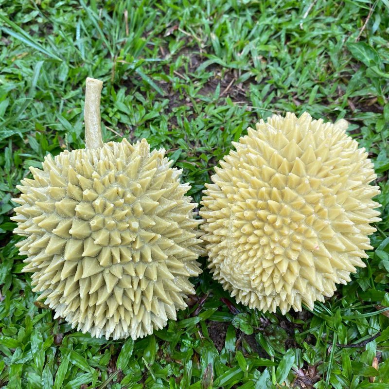 REPLIKA Durian Fruit Replica (1pcs) / durian dummy / fruit dummy ...