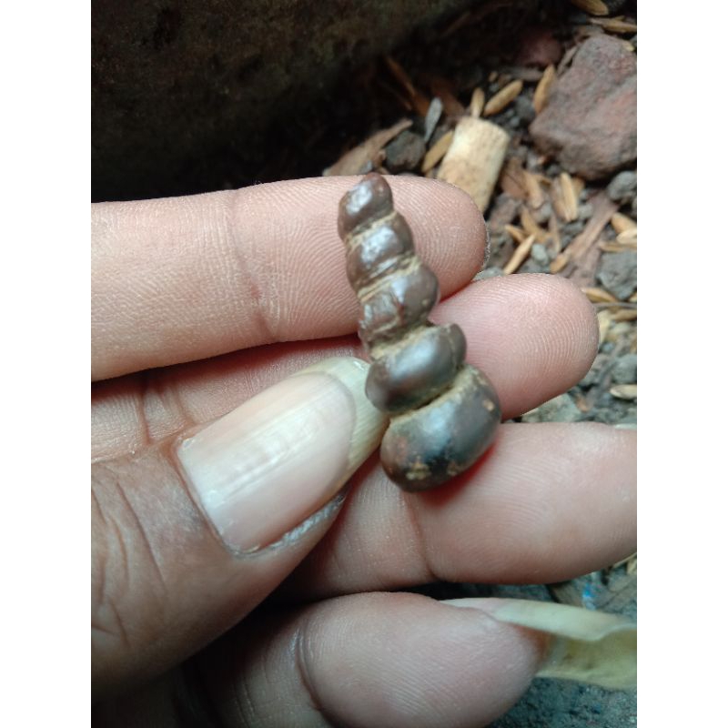 Sumpil snail stone | Shopee Malaysia