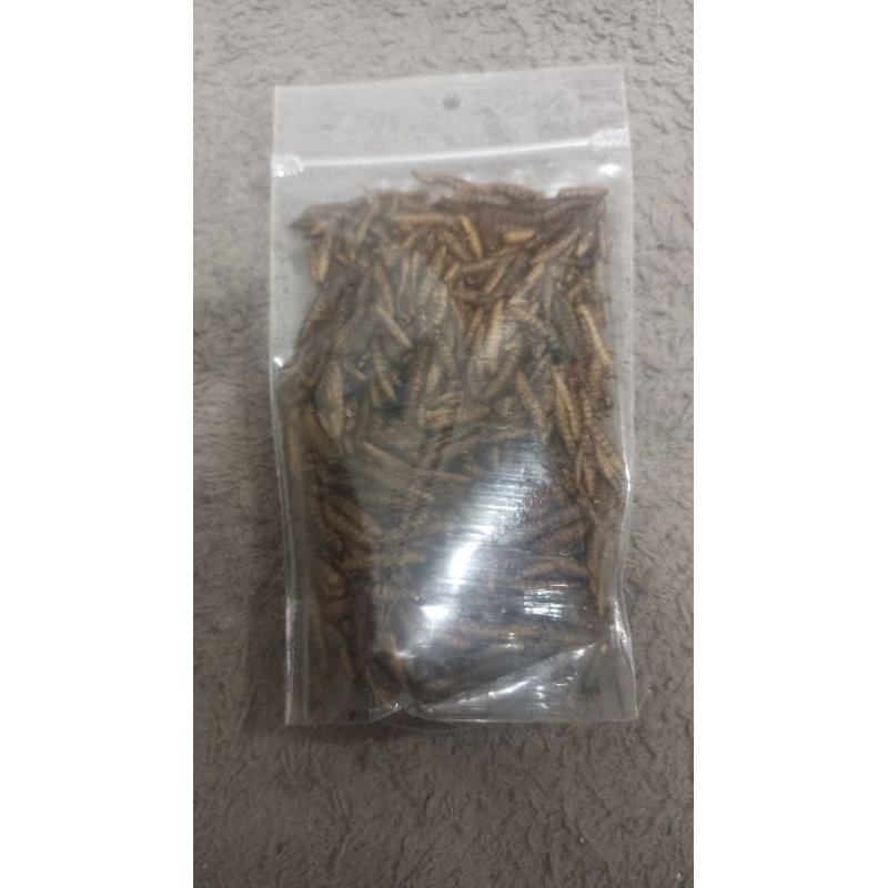Dried Maggot caterpillar larvae Black Soldier Fly (BSF) High Protein ...