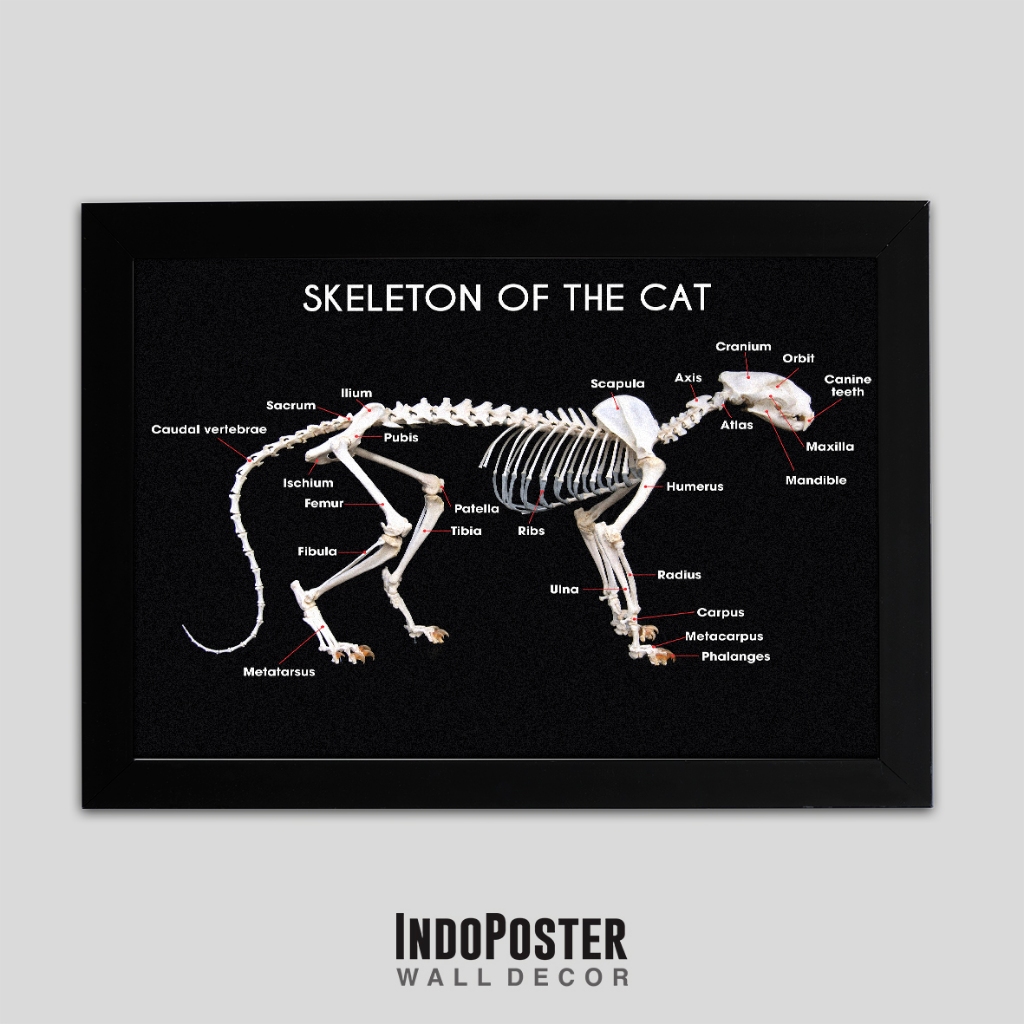 Poster Pet Shop Veterinarian Clinic Skeleton Of The Cat Feline Bone ...