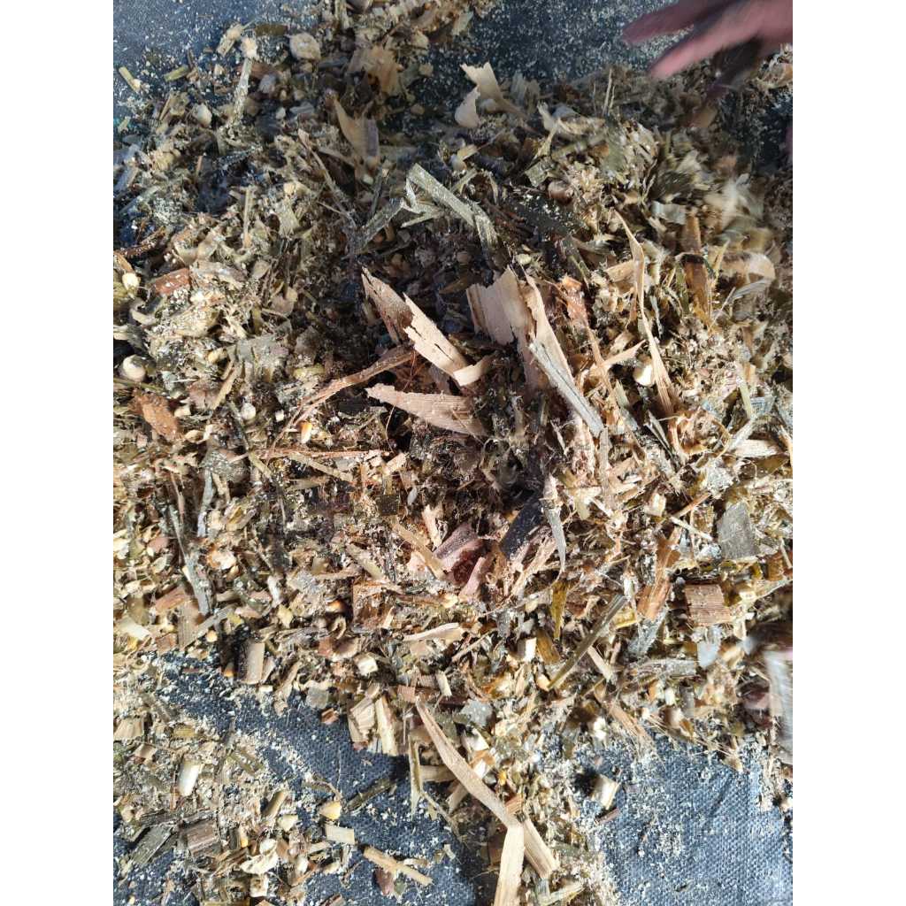 Yulianto SILAGE - GOAT LIVESTOCK FEED maupun BEEF MIXED PACHONG + CORN ...