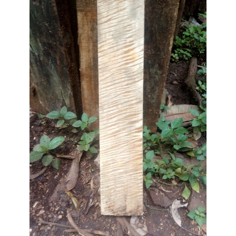 Curly or Curly forest mango wood measuring 50x10x4cm | Shopee Malaysia