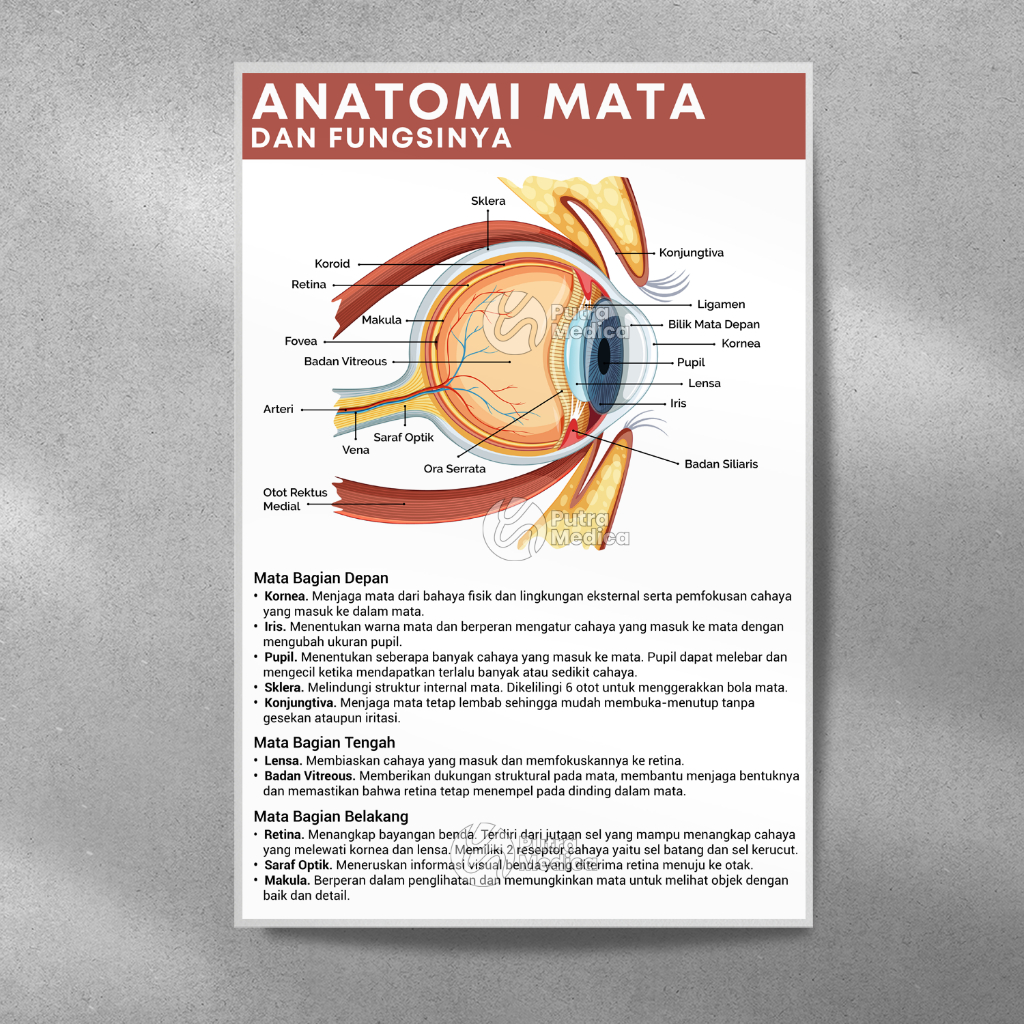 MATA A3+ Human Eye Anatomy Health Poster Educational Drawing/ for Body ...