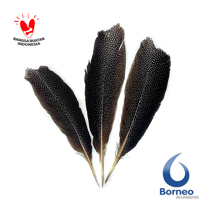 Original Kalimantan Ruai Kuai Bird Feathers | Shopee Malaysia