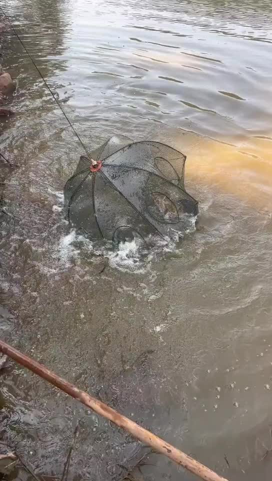 BuBu Payung Jala Jaring ikan udang Portable Folding Fishing Net Shrimp ...