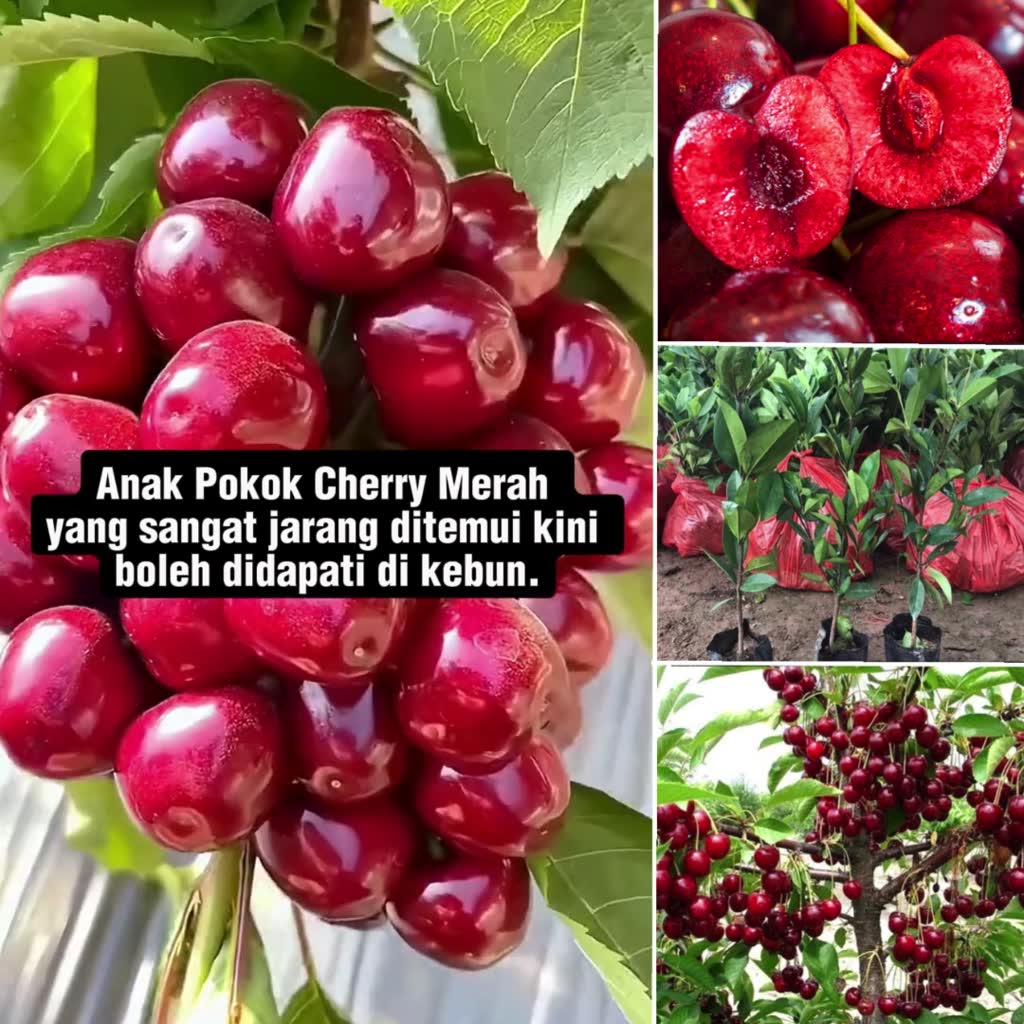 Anak Pokok Cherry Merah yang sangat jarang ditemui kini boleh didapati ...
