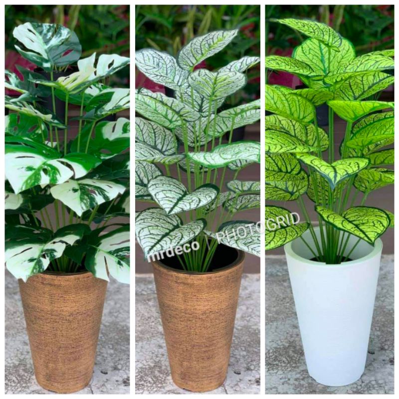 🔥🔥🔥Keladi hiasan 80cm + pasu fiber🔥🔥🔥 | Shopee Malaysia