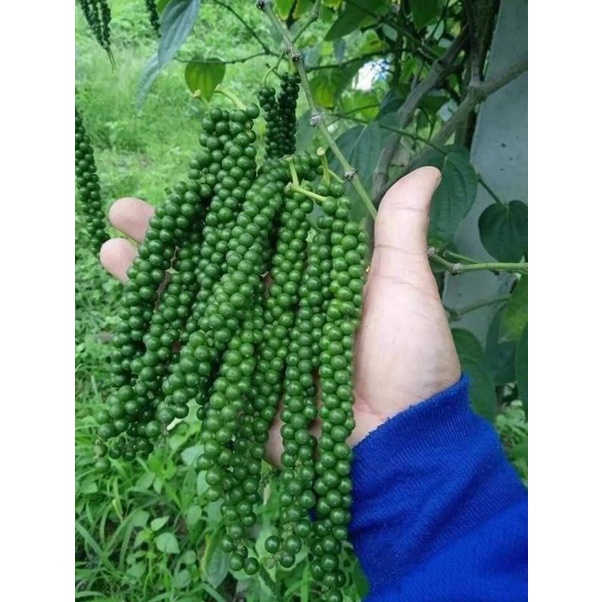 pokok lada Hitam Hybrid | Shopee Malaysia