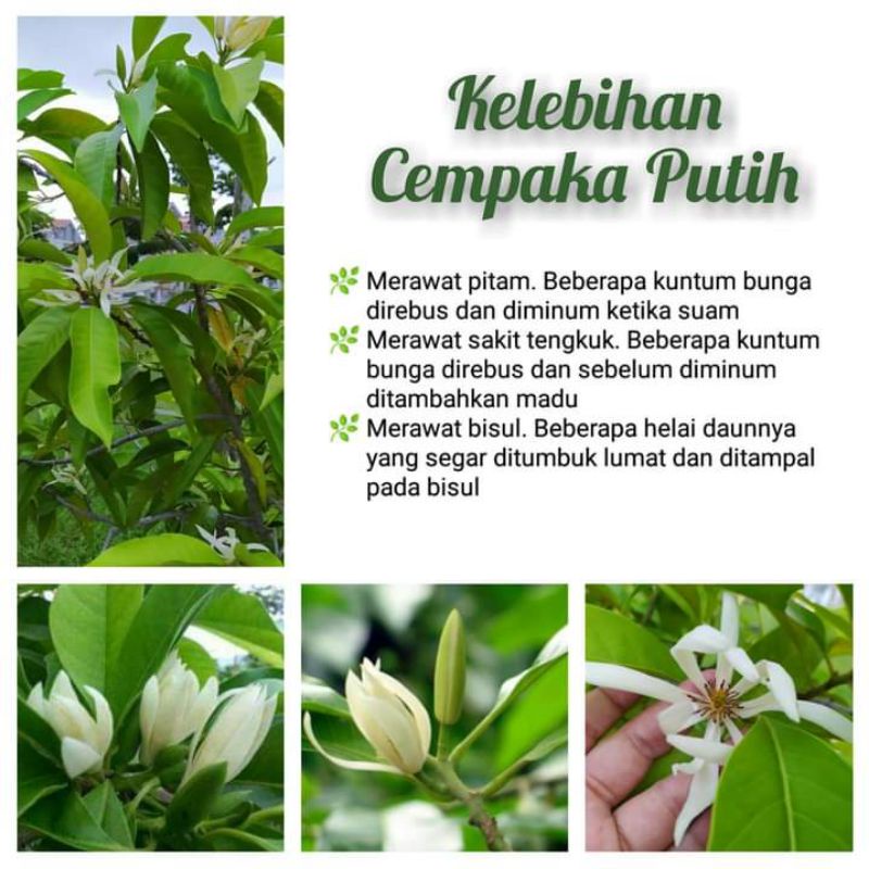 Pokok Cempaka putih Hybrid | Shopee Malaysia
