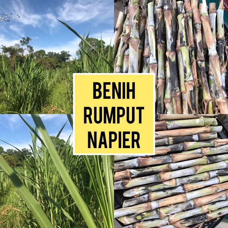 BENIH RUMPUT NAPIER PAKCHONG (1 KG/13-15 batang) | Shopee Malaysia