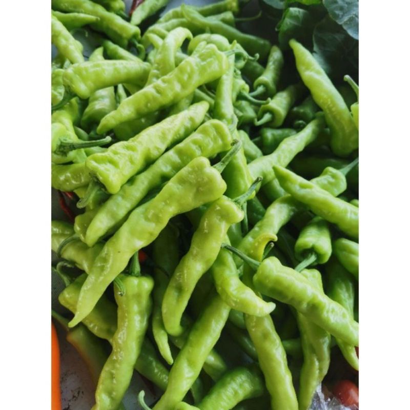 LADA SOLOK SEGAR MURAH / LADA BESAR BORONG 1 BAG = 5KG | Shopee Malaysia