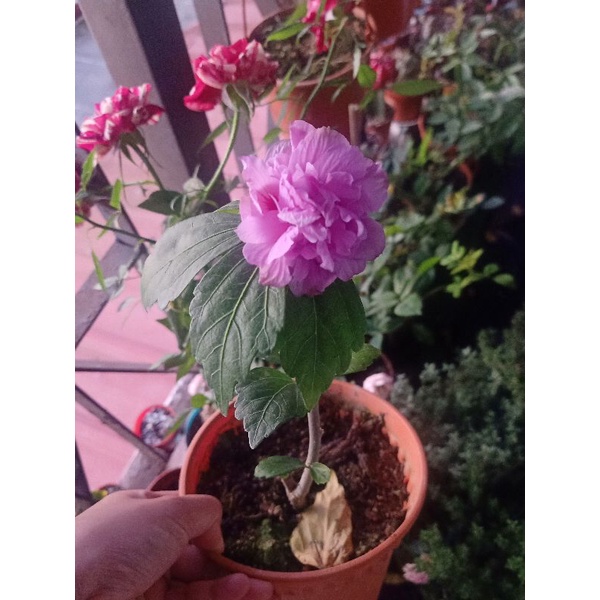 Anak Pokok Bunga Raya Bunga Purple | Shopee Malaysia