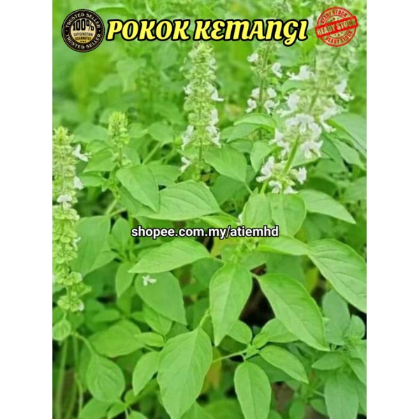 Pokok Kemangi **Biji Benih 30pcs-50 pcs./seeds | Shopee Malaysia