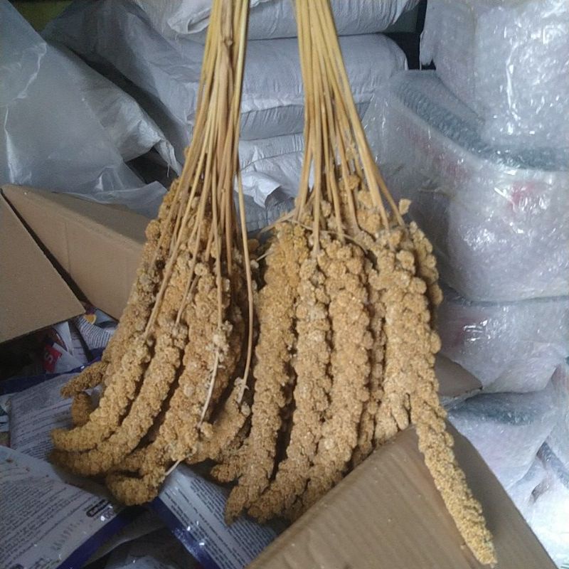 Red & Yellow spray millet bird / sekoi tangkai | Shopee Malaysia