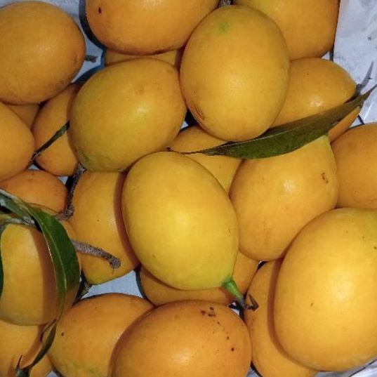 Buah Kundang Madu (1KG) | Shopee Malaysia