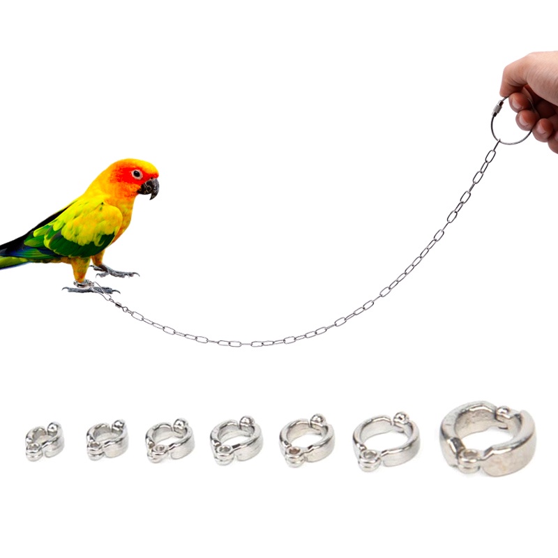 【Ready stock】Parrot Stainless Steel Foot Ring Chain Opening Activity ...