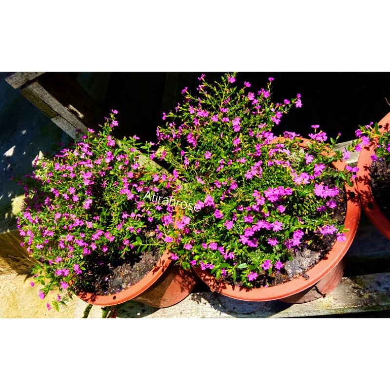 Pokok bunga tahan panas/ pokok bunga cuprea murah dan sangat lawa ...