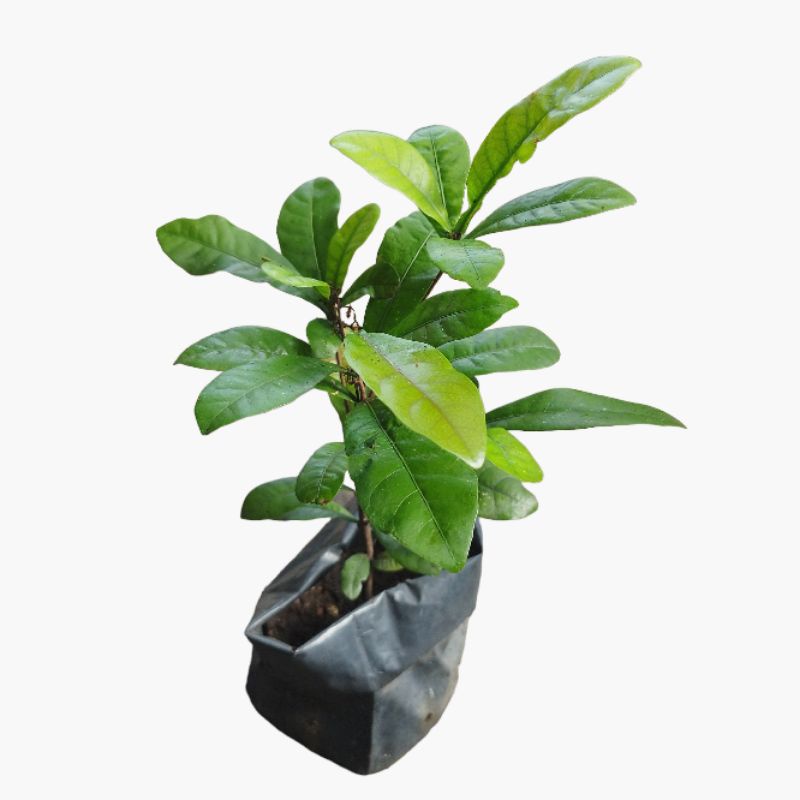 Pokok Buah Ajaib Miracle Berry Hidup Live Plants | Shopee Malaysia