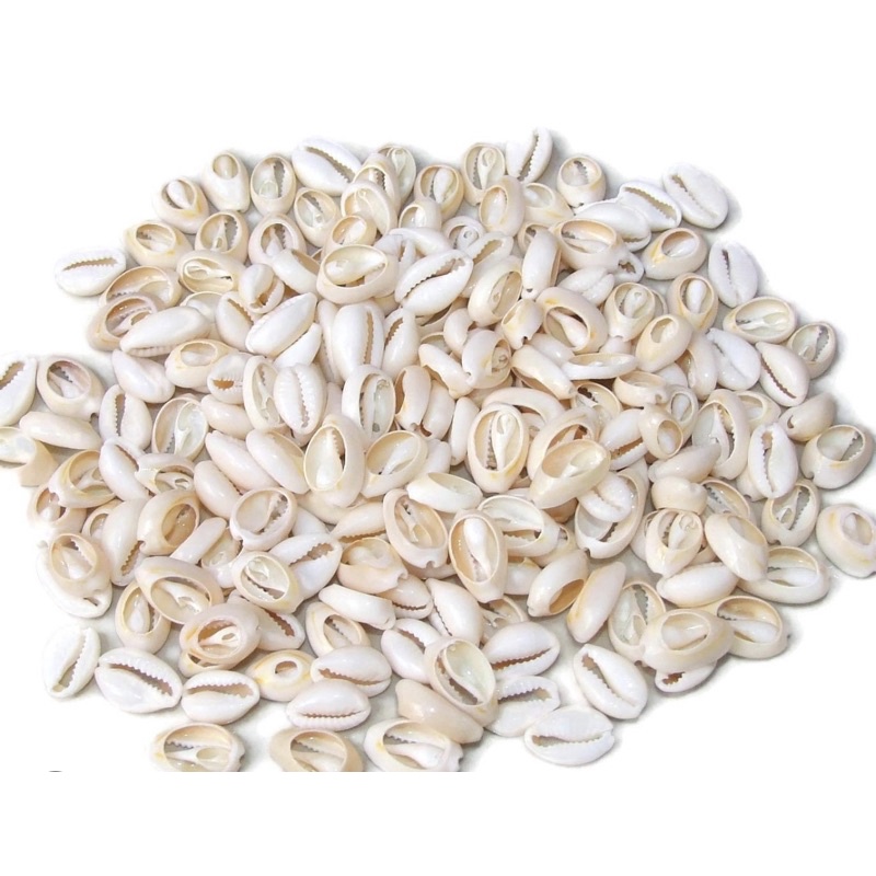 Seashell/ Kuyung Burie/ Siput Burie | Shopee Malaysia