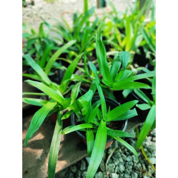 Pokok Rumput Siti Khadijah/Rumput Beijing/Rumput Cina | Shopee Malaysia