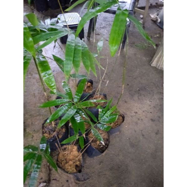 ANAK POKOK BULUH LEMANG DALAM POLYBAG | Shopee Malaysia