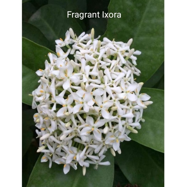 Pokok Bunga Ixora Wangi ( Bunga berbau harum) Pokok Besar | Shopee Malaysia