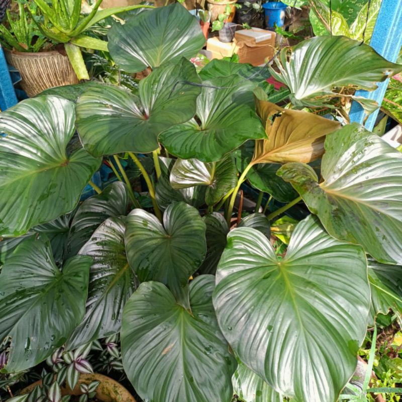 kemoyang hitam daun bulat pokok besar(induk) | Shopee Malaysia