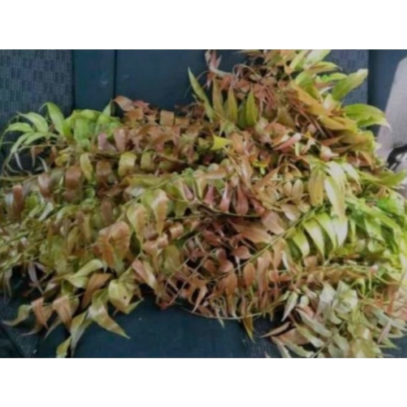 PROMOSI pucuk midin/paku merah bubur lambuk dsb | Shopee Malaysia
