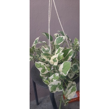 Pokok bunga Money Plant Njoy / Sireh Puteri / Hanging plant | Shopee ...