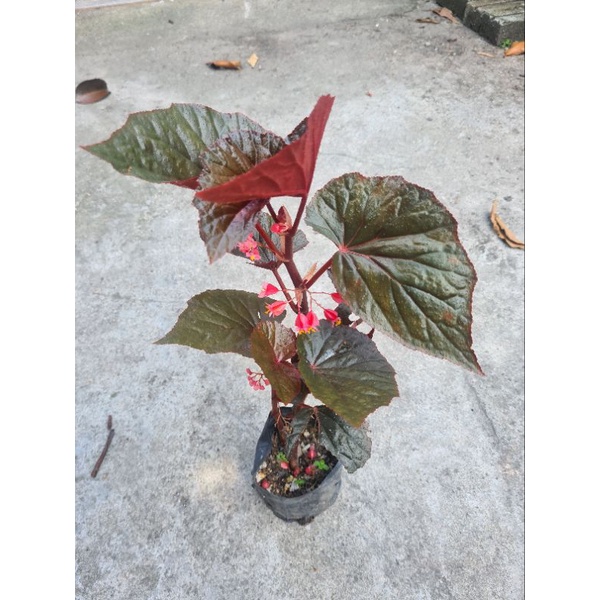 Anak pokok asam batu merah/ begonia | Shopee Malaysia