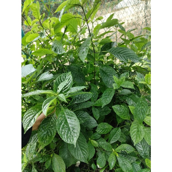 Daun Pecah Bling @ Pecah kaca ( 1 Pack 100 helai daun ) | Shopee Malaysia